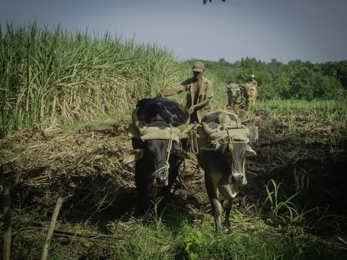 La reestructuración de la industria azucarera en Cuba, explicada ...
