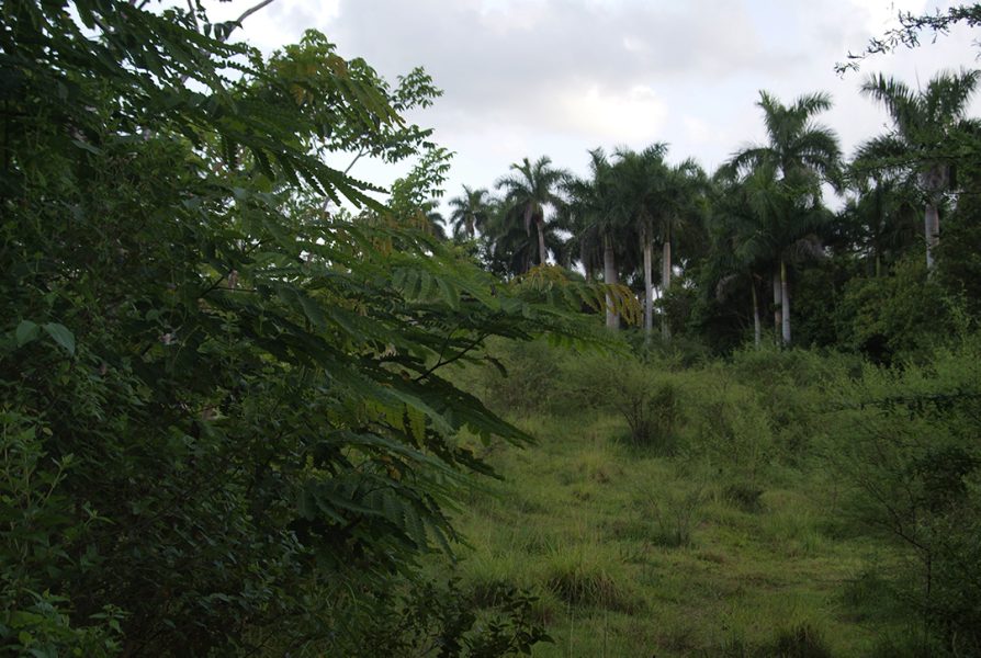 El Mamoncillo - Periodismo de Barrio